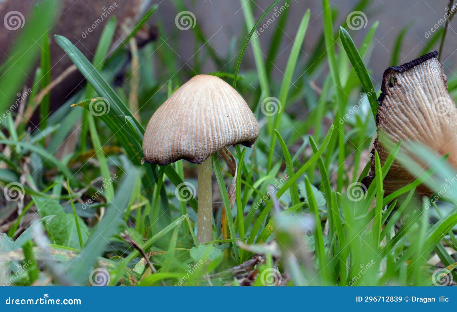 Small mushroom stock image. Image of mushroom, background - 296712839
