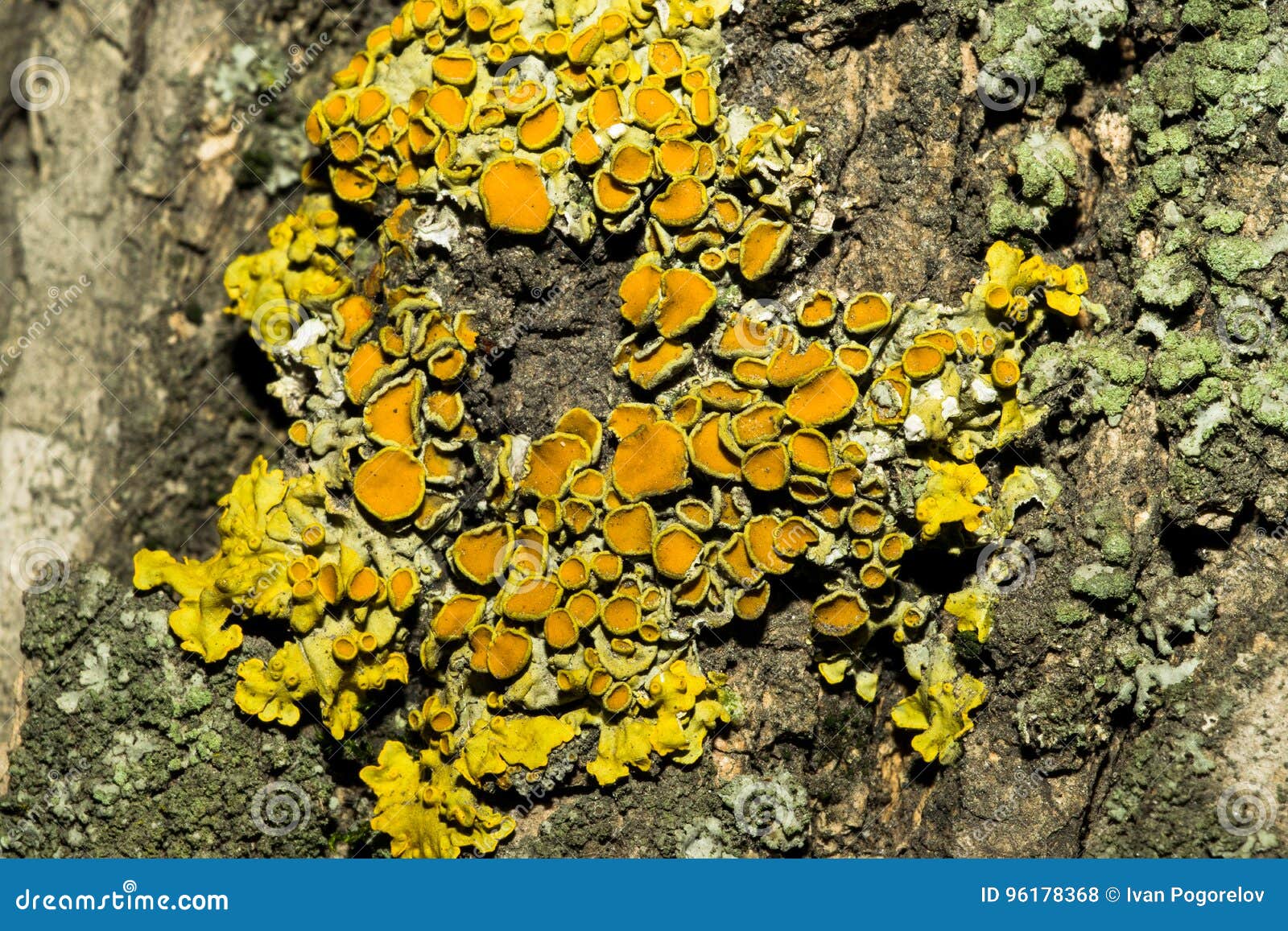 Small Mushroom Spores of Yellow Color on the Bark of a Tree. Macro ...