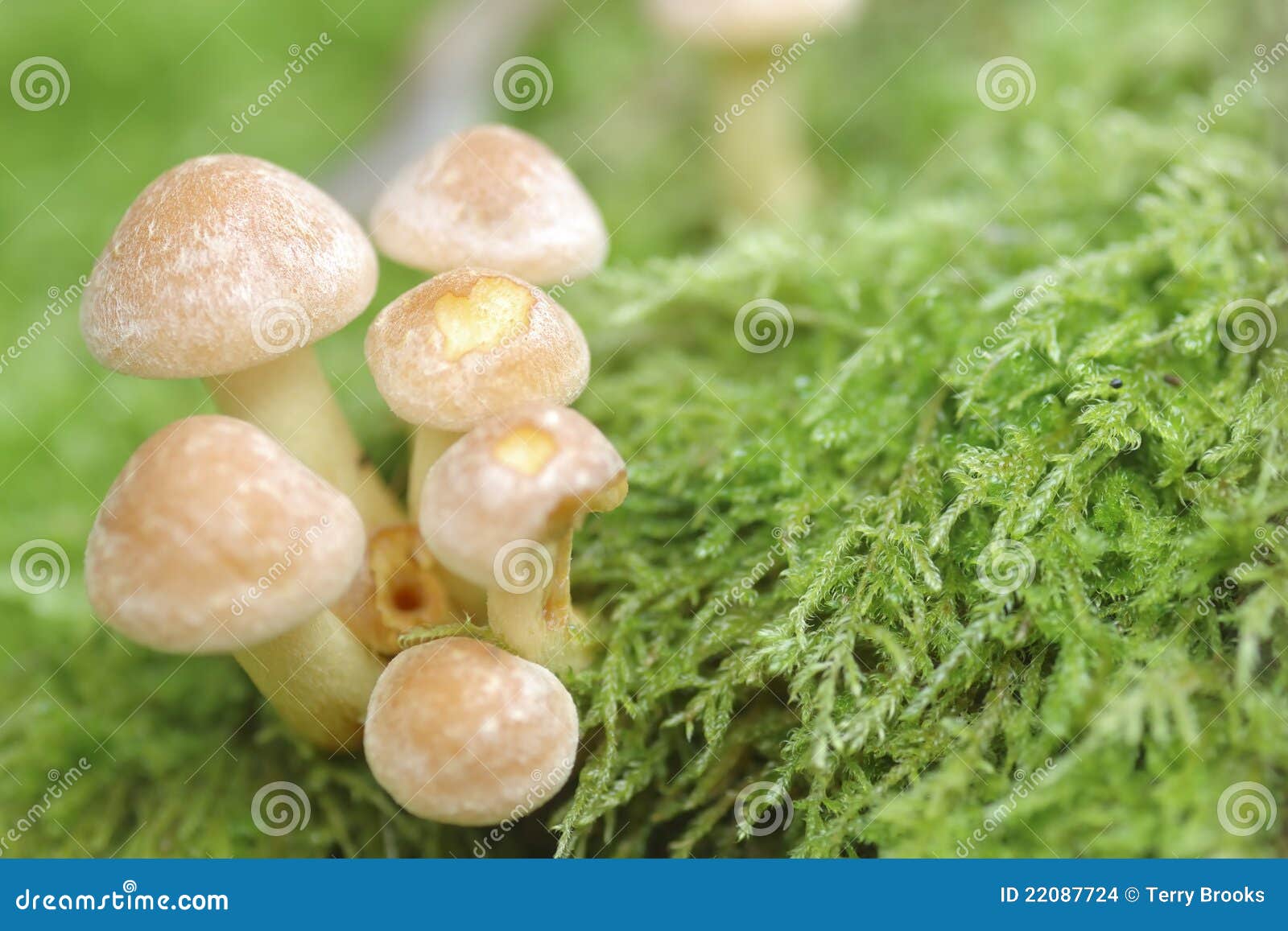 Small Mushroom Toadstools (Armillaria Tabescens). Stock Photo - Image ...