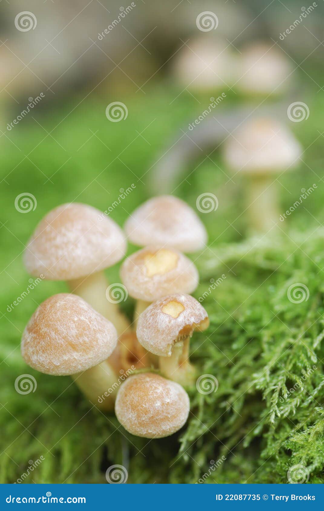 Small Mushroom Toadstools (Armillaria Tabescens). Stock Image - Image ...