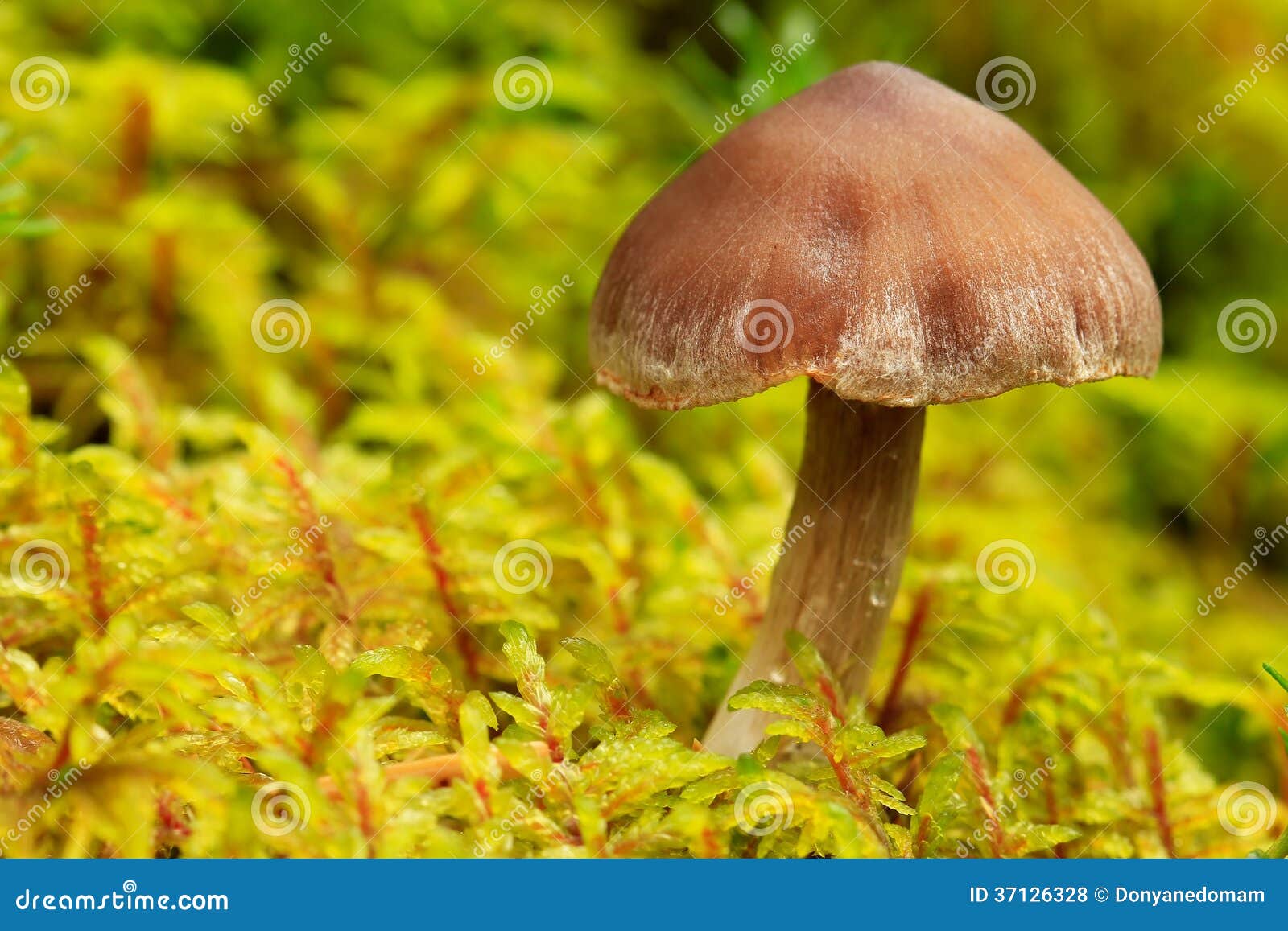 Small Mushroom Toadstools (Armillaria Tabescens). Stock Photography ...