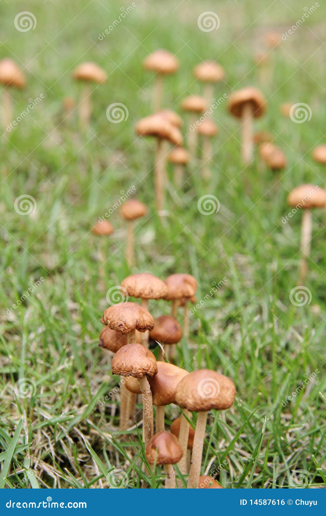 Small mushrooms stock photo. Image of brown, grass, mushroom - 14587616