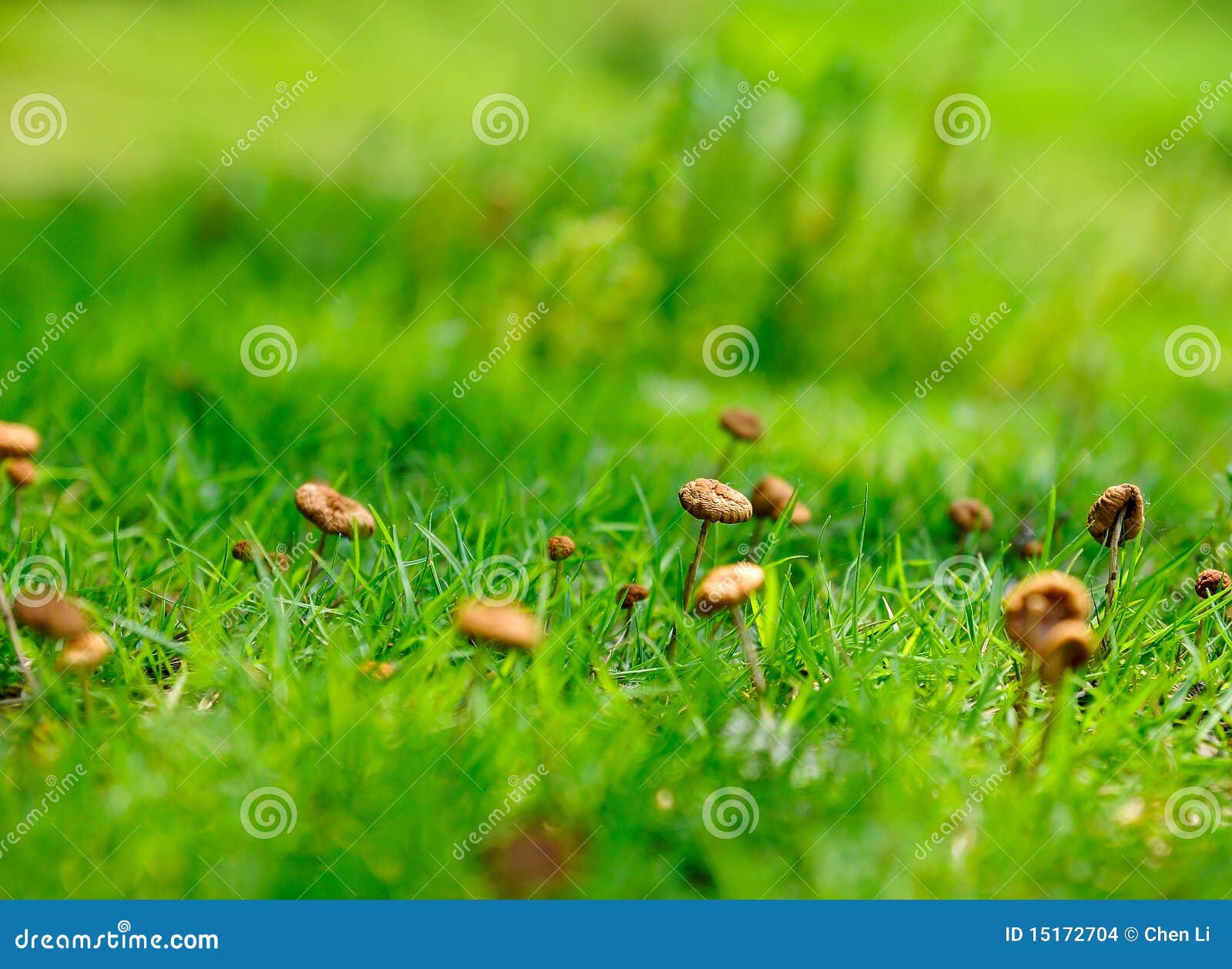 Small mushrooms stock photo. Image of clean, lovely, peaceful - 15172704