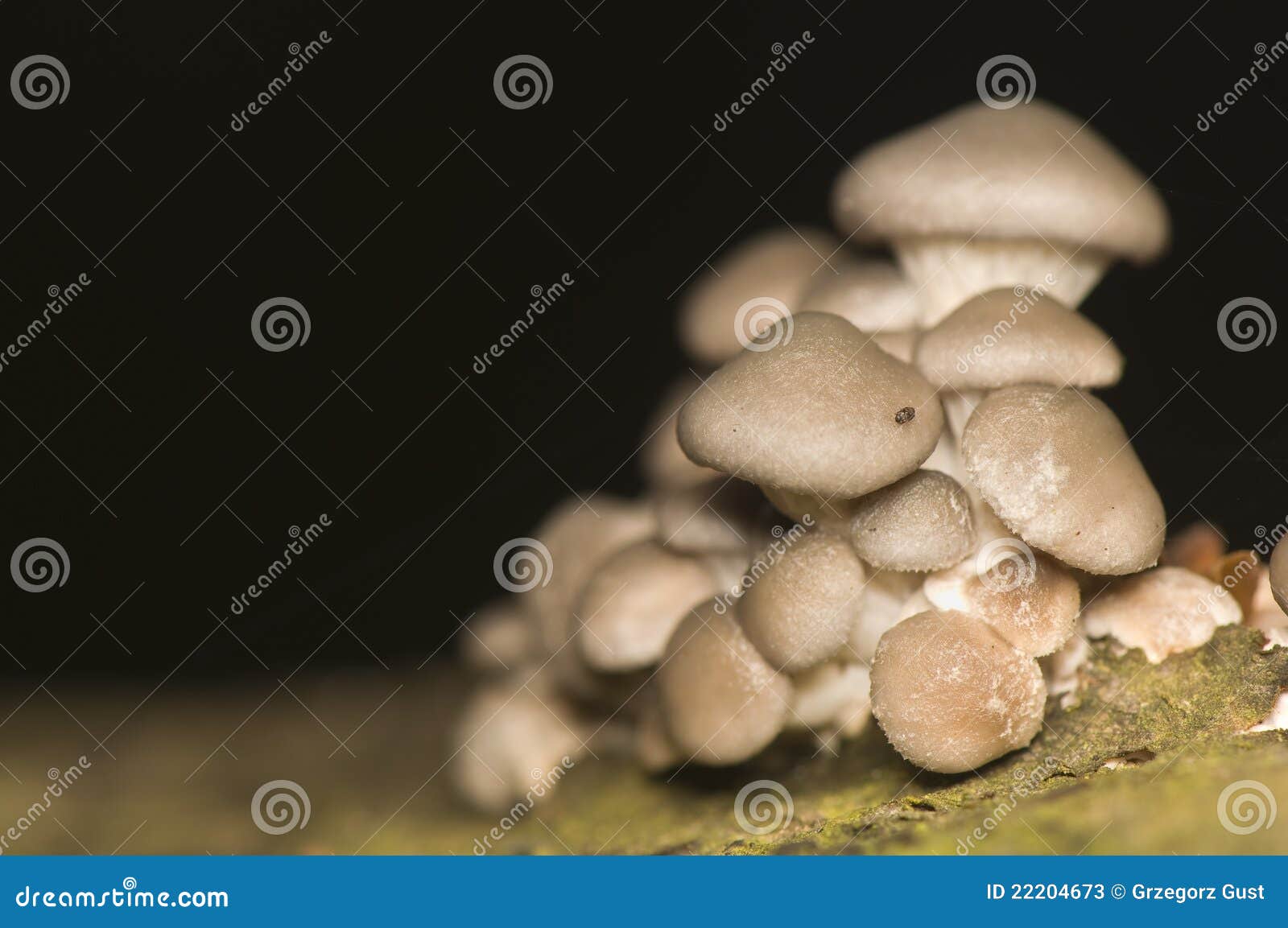 Small mushrooms stock image. Image of vegetarian, autumn - 22204673