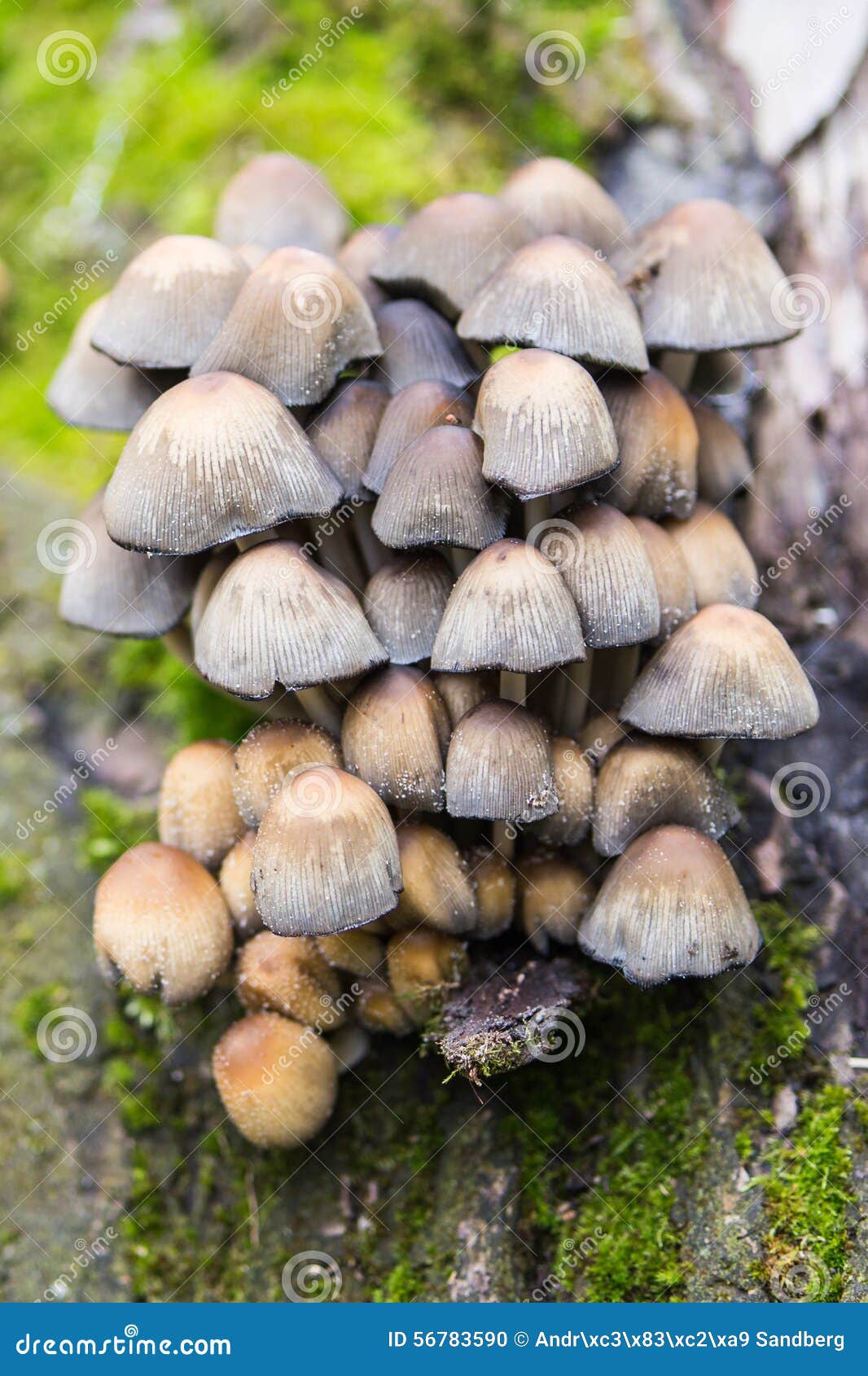 Small Mushrooms of Different Colours on Mossy Tree Stump Stock Photo ...