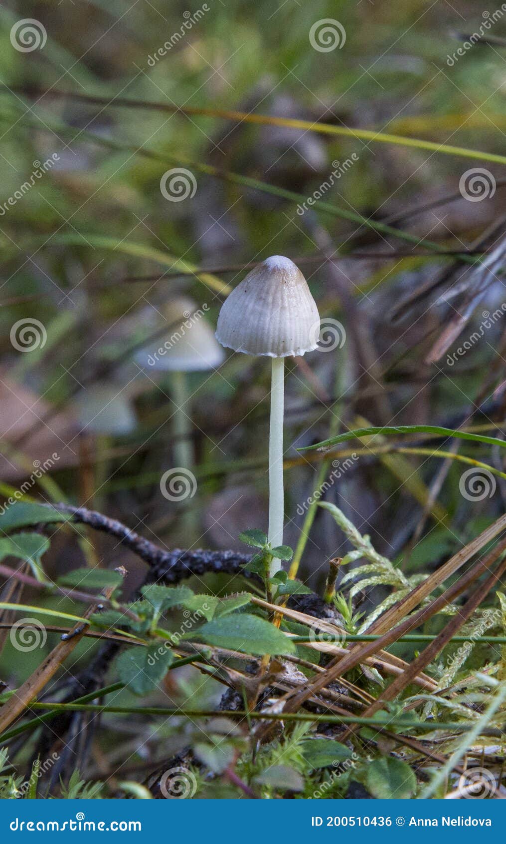 Small Mushrooms in the Forest.Mycena Filopes Mushroom Stock Photo ...