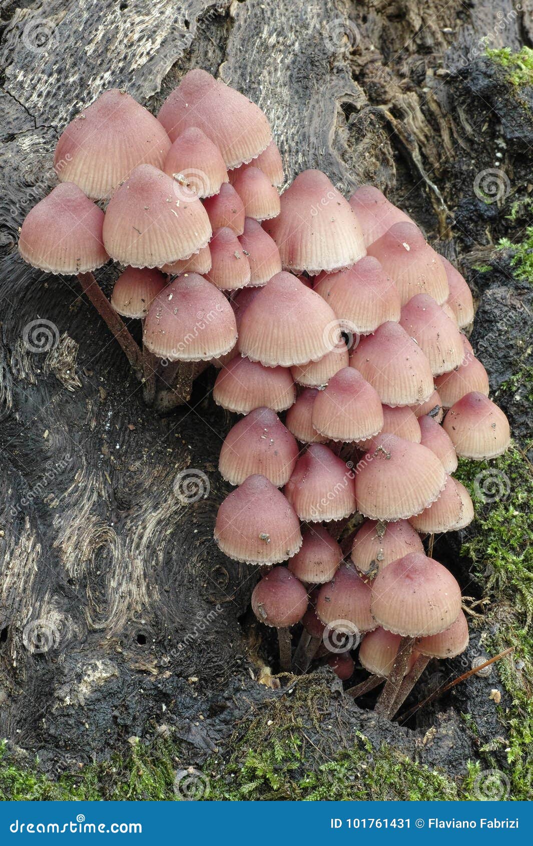 Small mushrooms stock image. Image of hats, saprophytes - 101761431