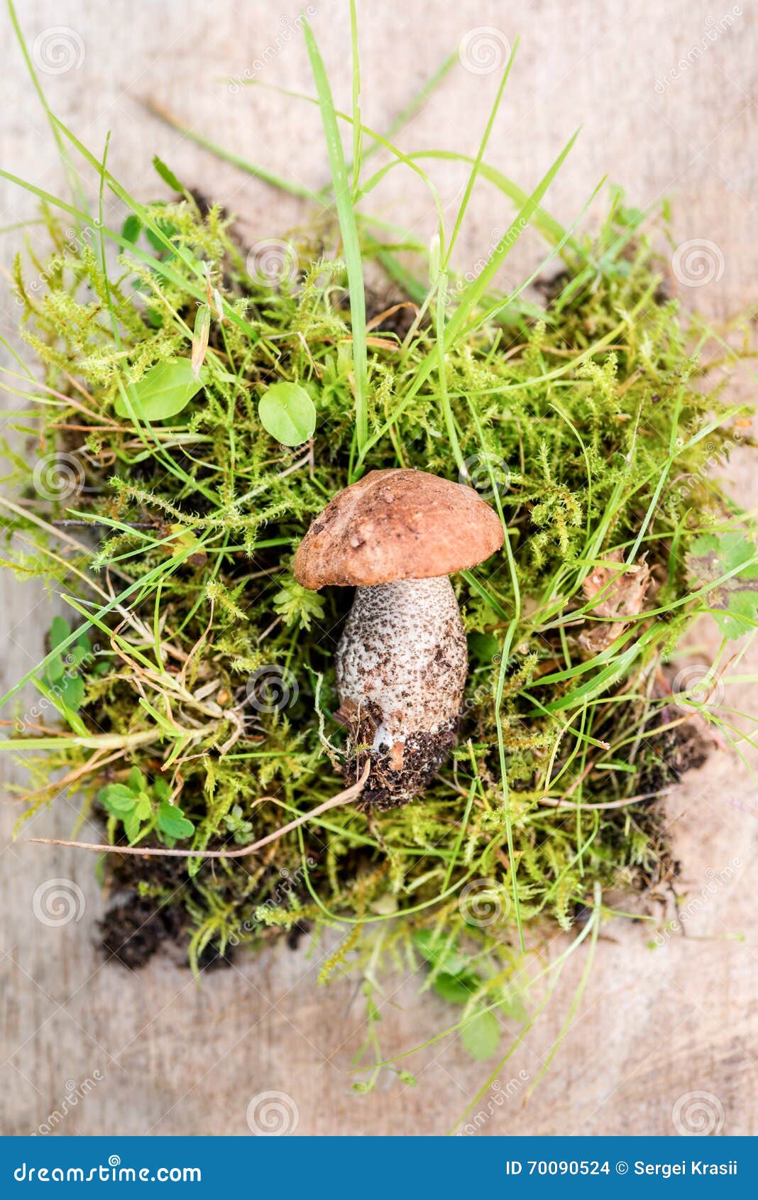 Small Mushrooms Lying on a Table Stock Photo - Image of rain, wallpaper ... Small Mushrooms Lying on a Table Stock Photo - Image of rain, wallpaper ...