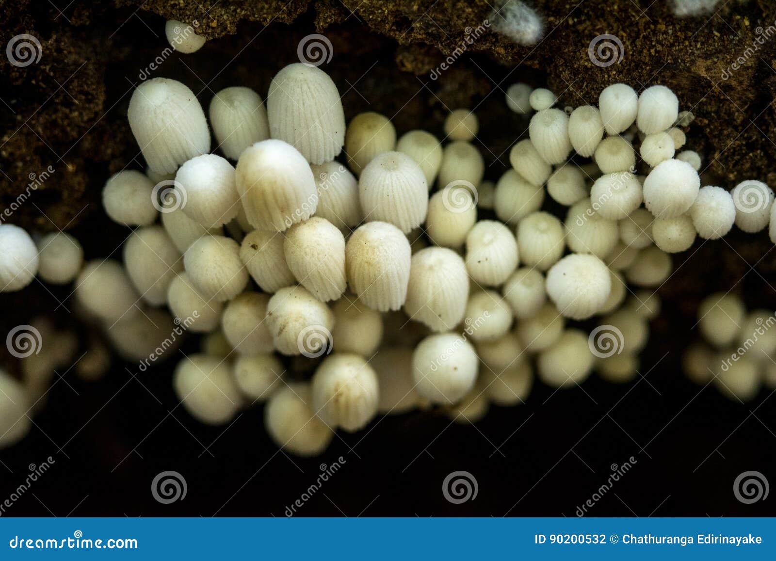 Small mushrooms stock photo. Image of bunch, white, fungai - 90200532