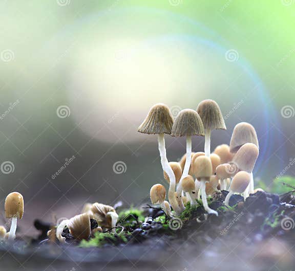 Small Mushrooms Toadstools Deadly Dangerous Stock Photo - Image of detail, macro: 45556044