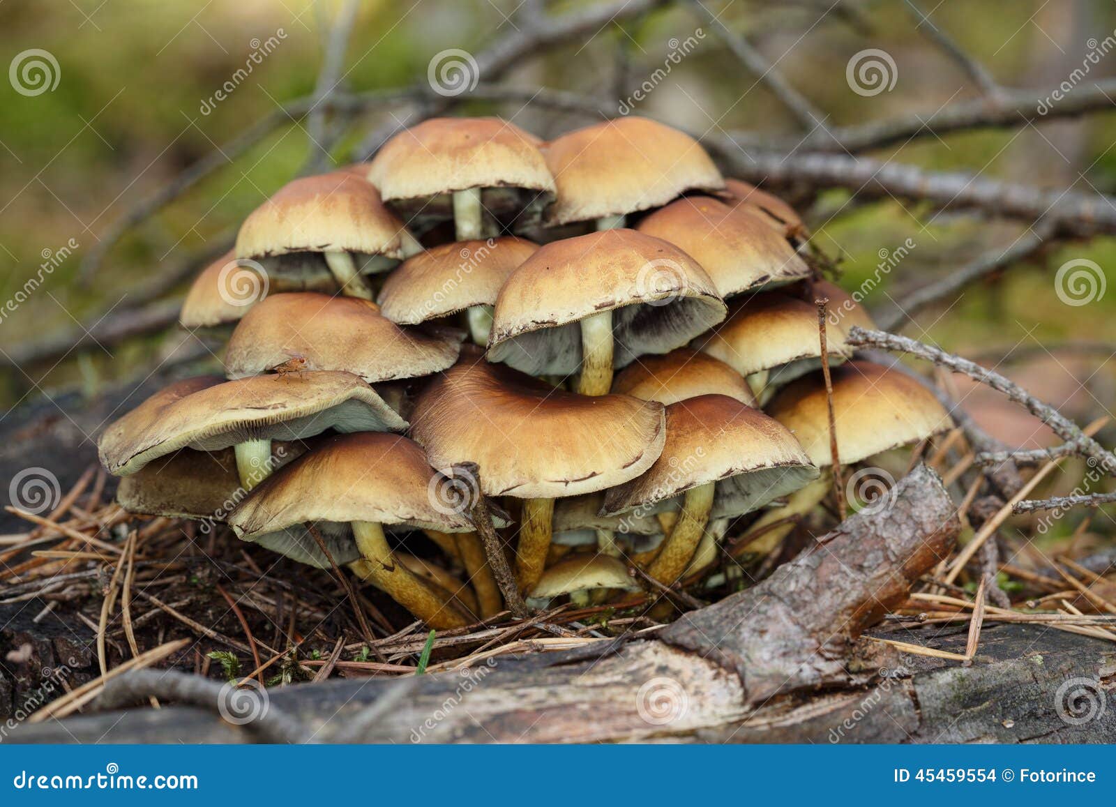 Small Mushrooms Growing On The Trunk Of A Beech In The Hayedo De ...