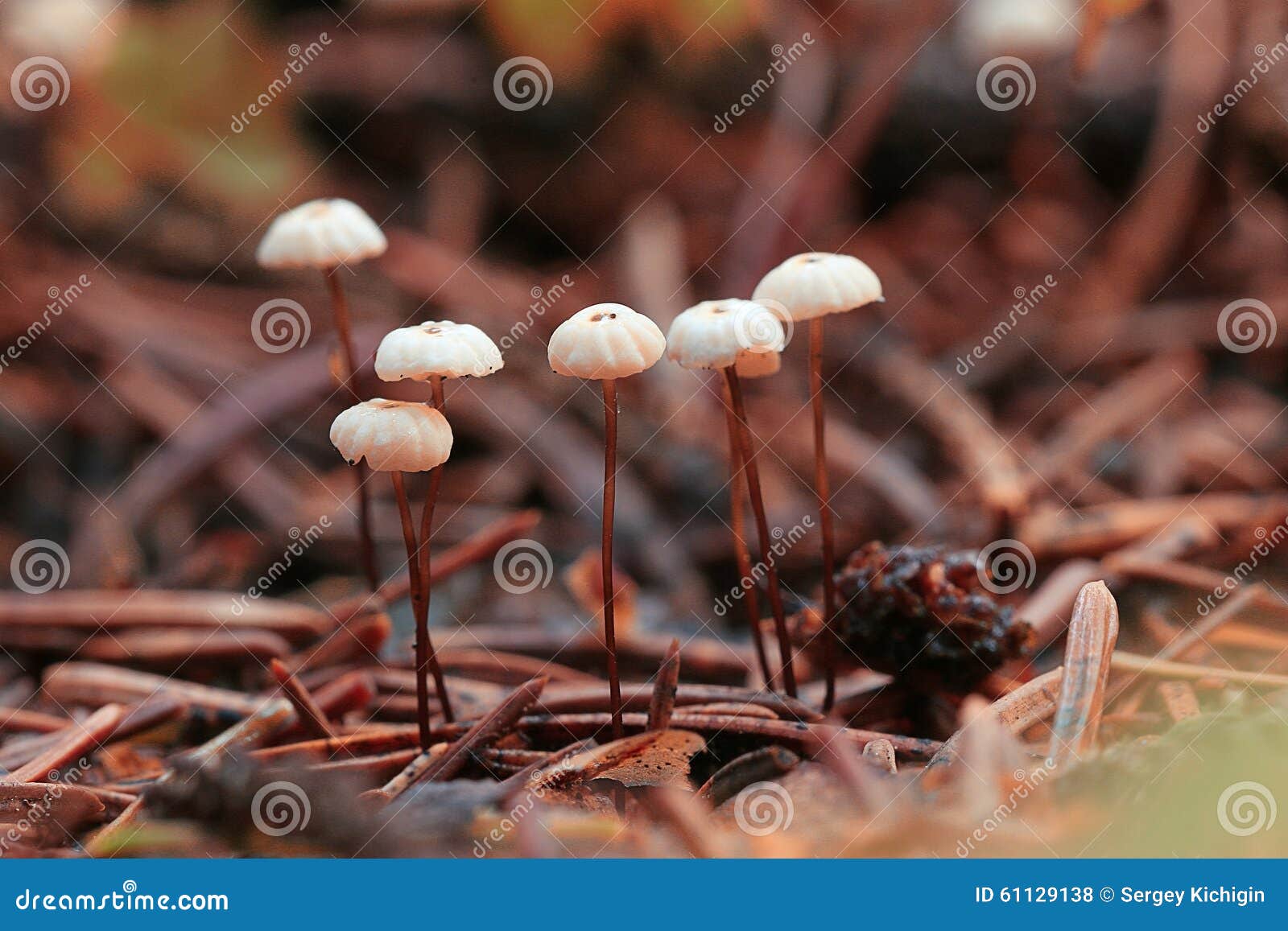 Small mushrooms stock photo. Image of dangerous, fall - 61129138