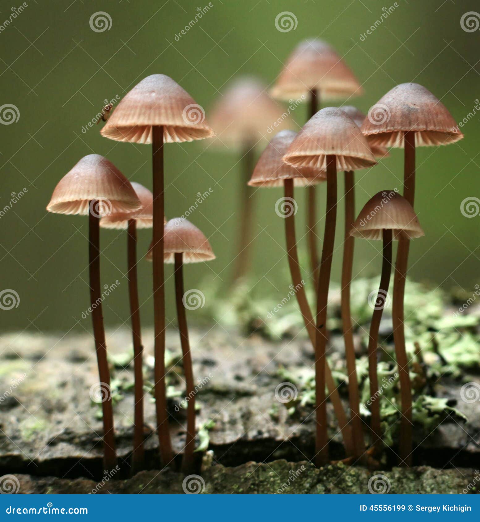 Small Mushrooms Toadstools in the Forest Stock Image - Image of ...