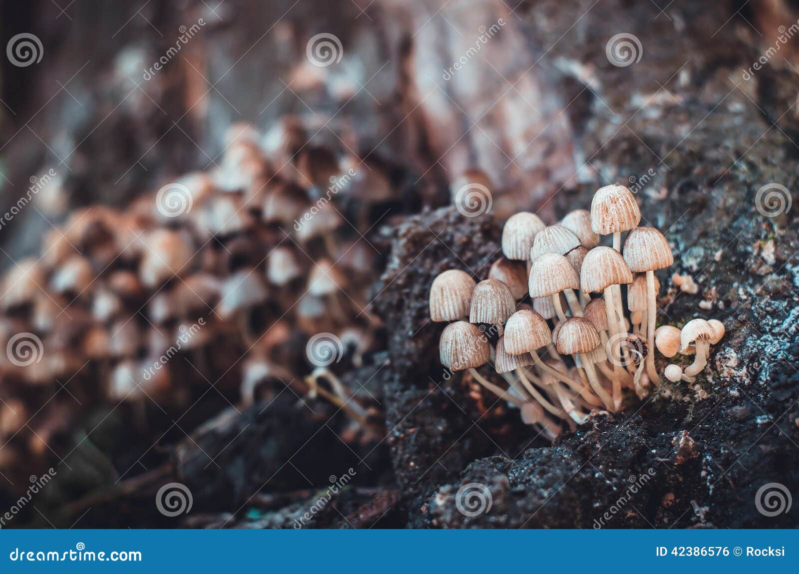 Small mushrooms stock photo. Image of rural, small, organism - 42386576