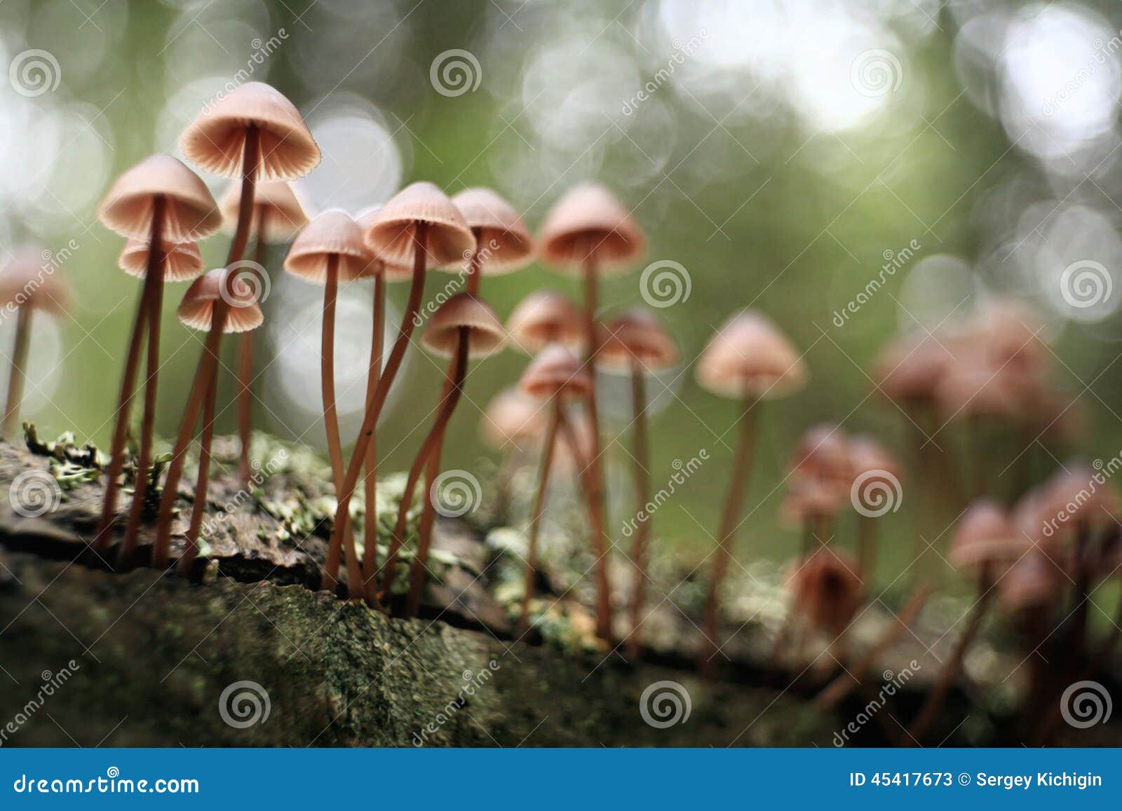 Small Mushrooms Toadstools Piosonous Tiny Stock Image - Image of leaf ...