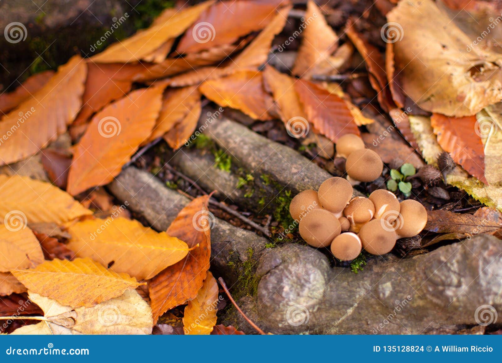 Small Mushrooms on Tree Roots Stock Photo - Image of green, leaves ...