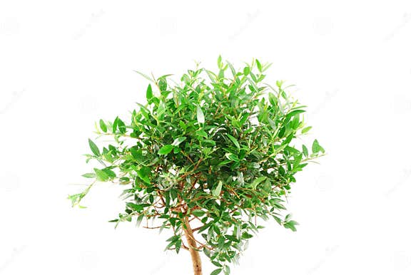 Small myrtle tree stock photo. Image of tree, myrtle, groing - 7298690