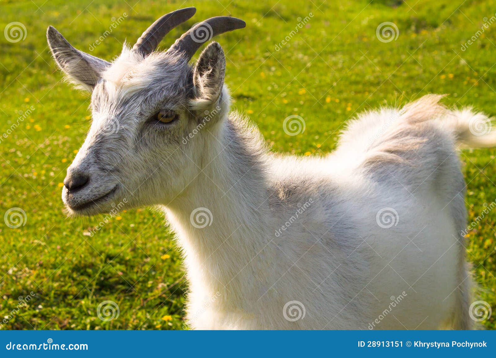 1,577 White Nanny Goat Stock Photos - Free & Royalty-Free Stock Photos ...