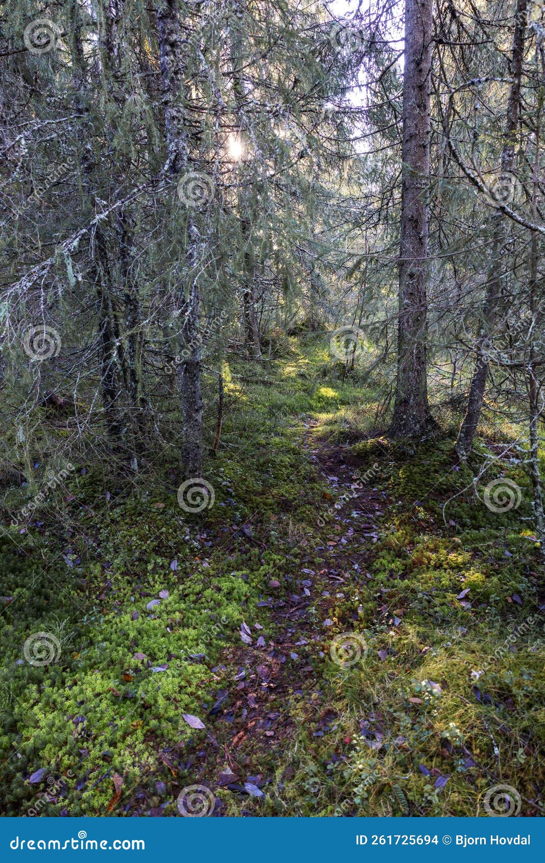 Small Narrow Path in the Forest with Dry Trees Stock Photo - Image of ...