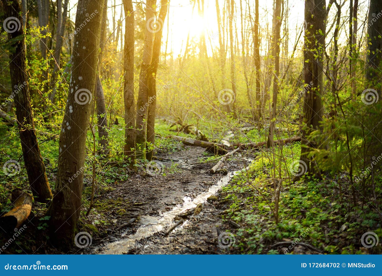 Small and Narrow Stream Winding Throught the Dense Forest on Early ...