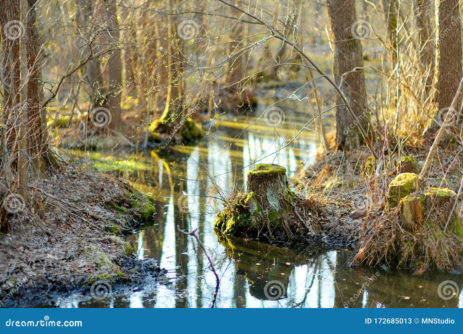 Small and Narrow Stream Winding Throught the Dense Forest on Early ...