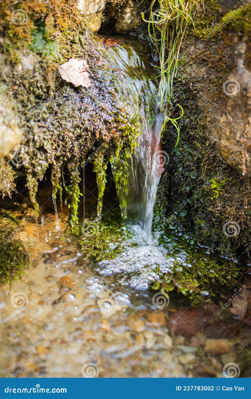 Small and Narrow Stream Winding Throught the Dense Green Forest on ...