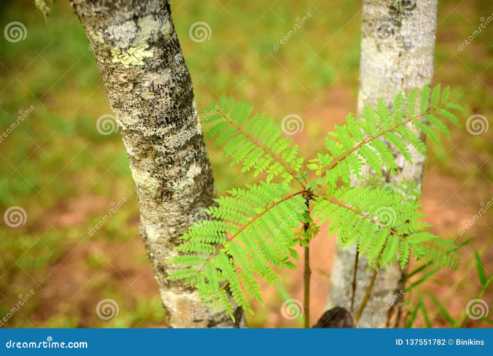 Small Native Fern stock photo. Image of plant, tropical - 137551782