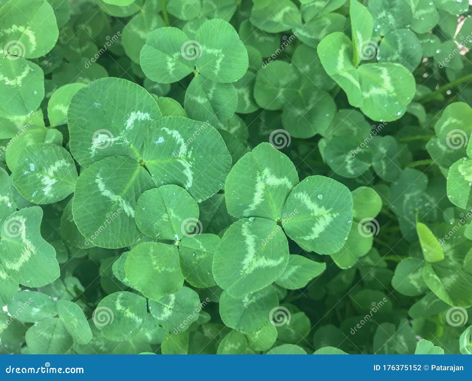 Small Natural Green Leaves Plant Background. Stock Photo - Image of ...