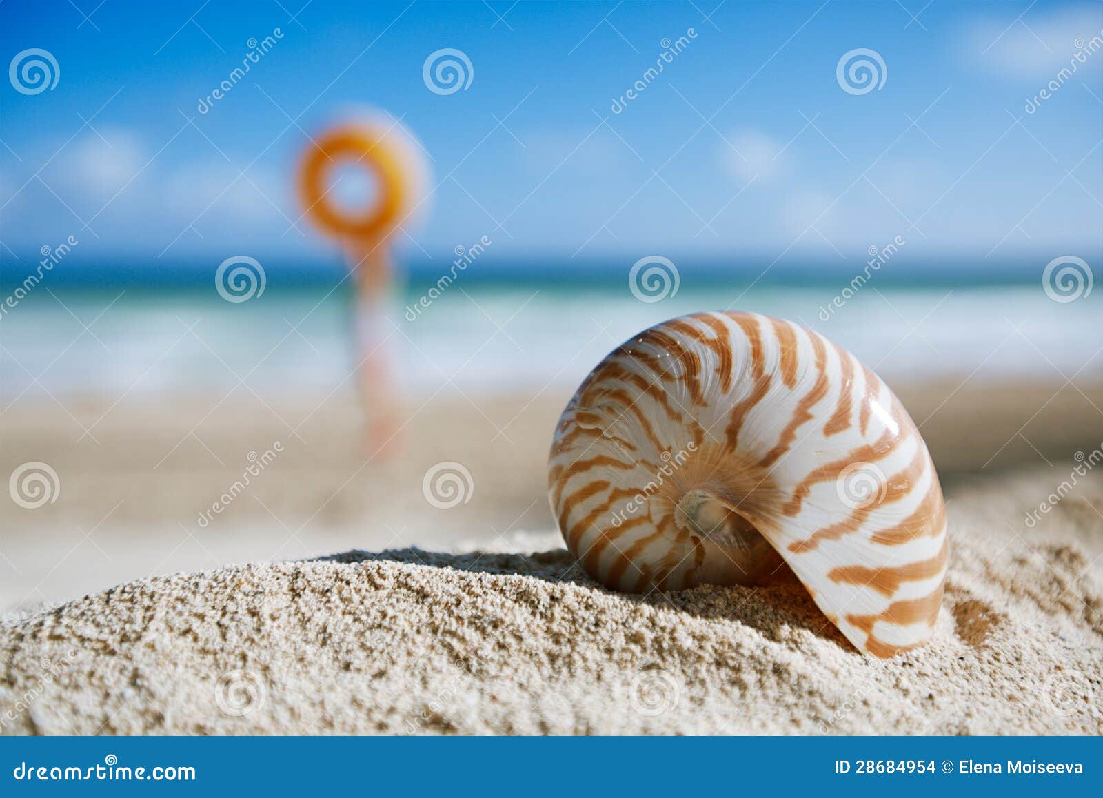 Small Nautilus Shell on Beach Against Blue Sea Stock Photo - Image of ...