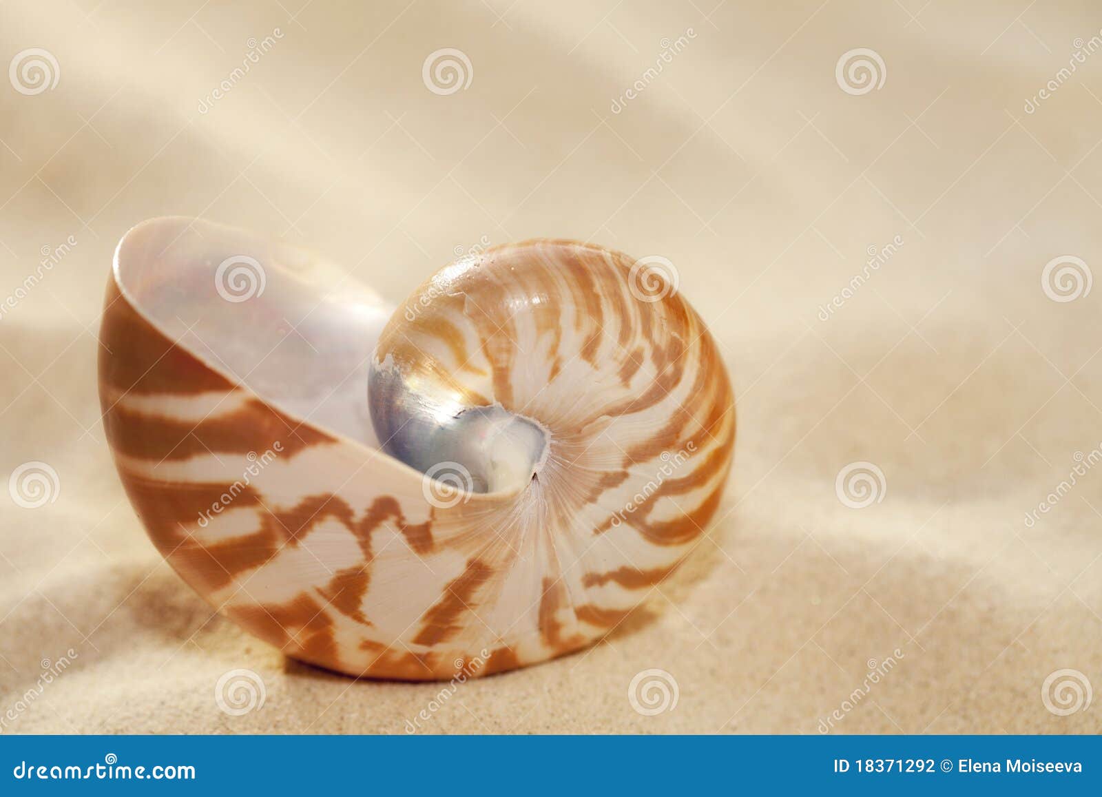 Small Nautilus Shell on Beach Sand Stock Photo - Image of climate ...