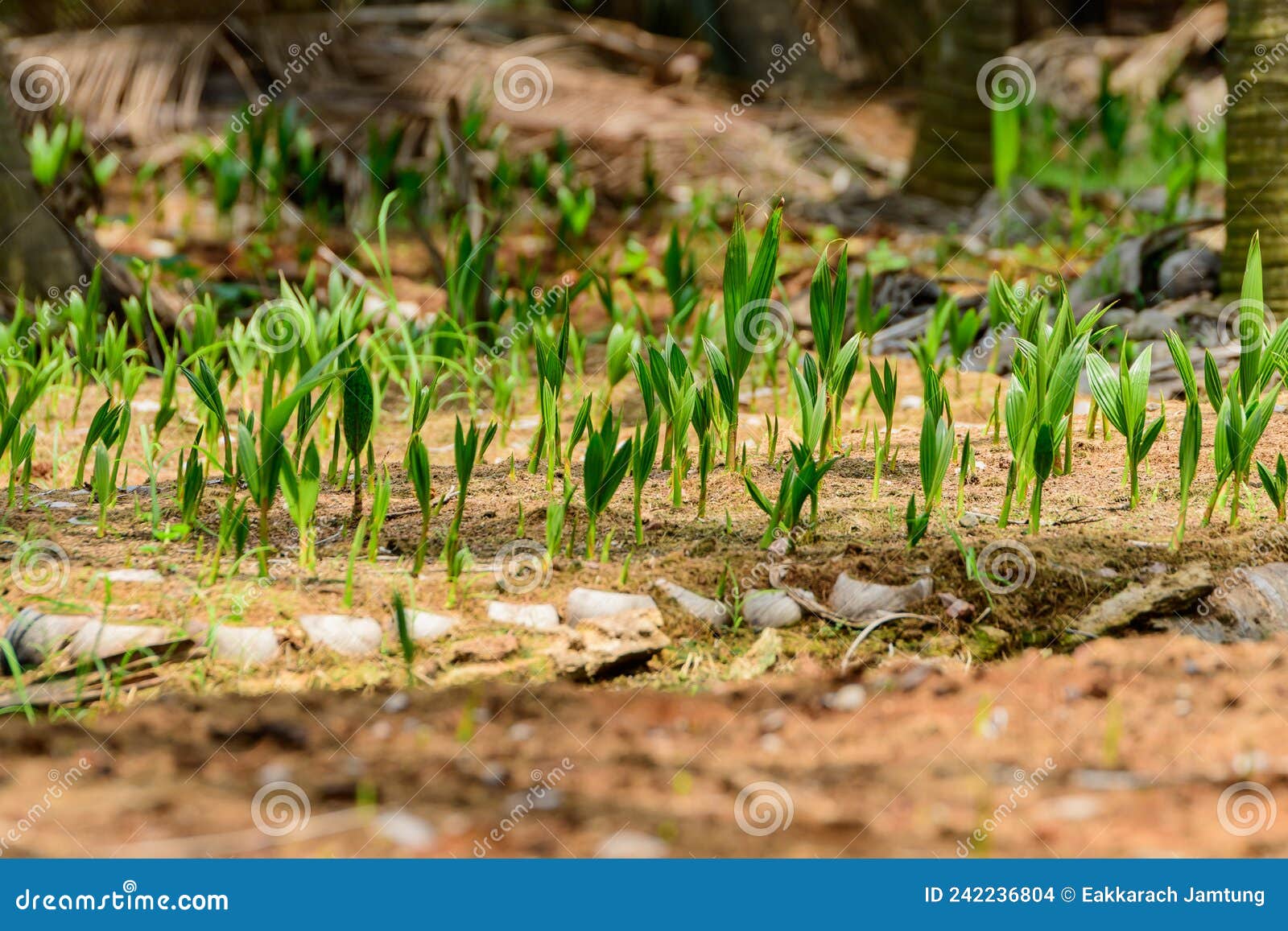 Coconut Trees Plot Soil Stock Photos - Free & Royalty-Free Stock Photos ...