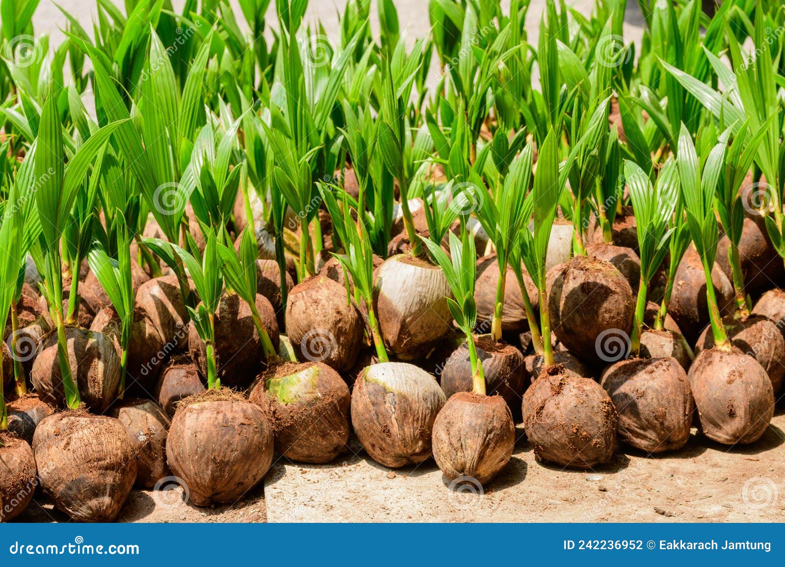 A Small, Neatly Arranged Coconut Tree after it Has Been Removed from ...