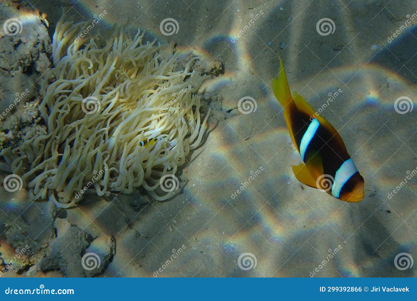 Small nemo fish stock photo. Image of nemo, science - 299392866