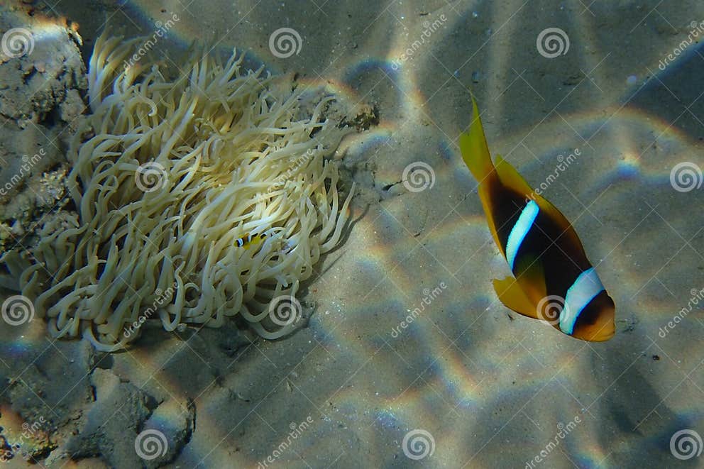 Small nemo fish stock photo. Image of nemo, science - 299392866