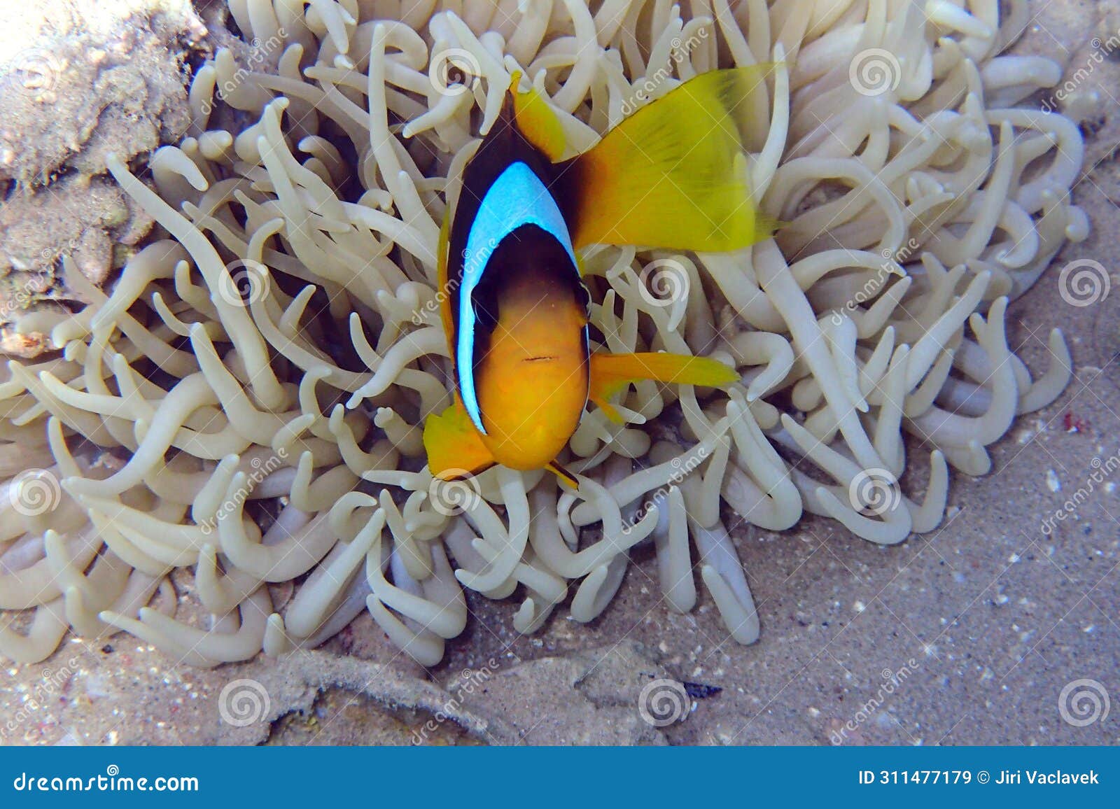 Small nemo fish stock image. Image of clown, nature - 311477179