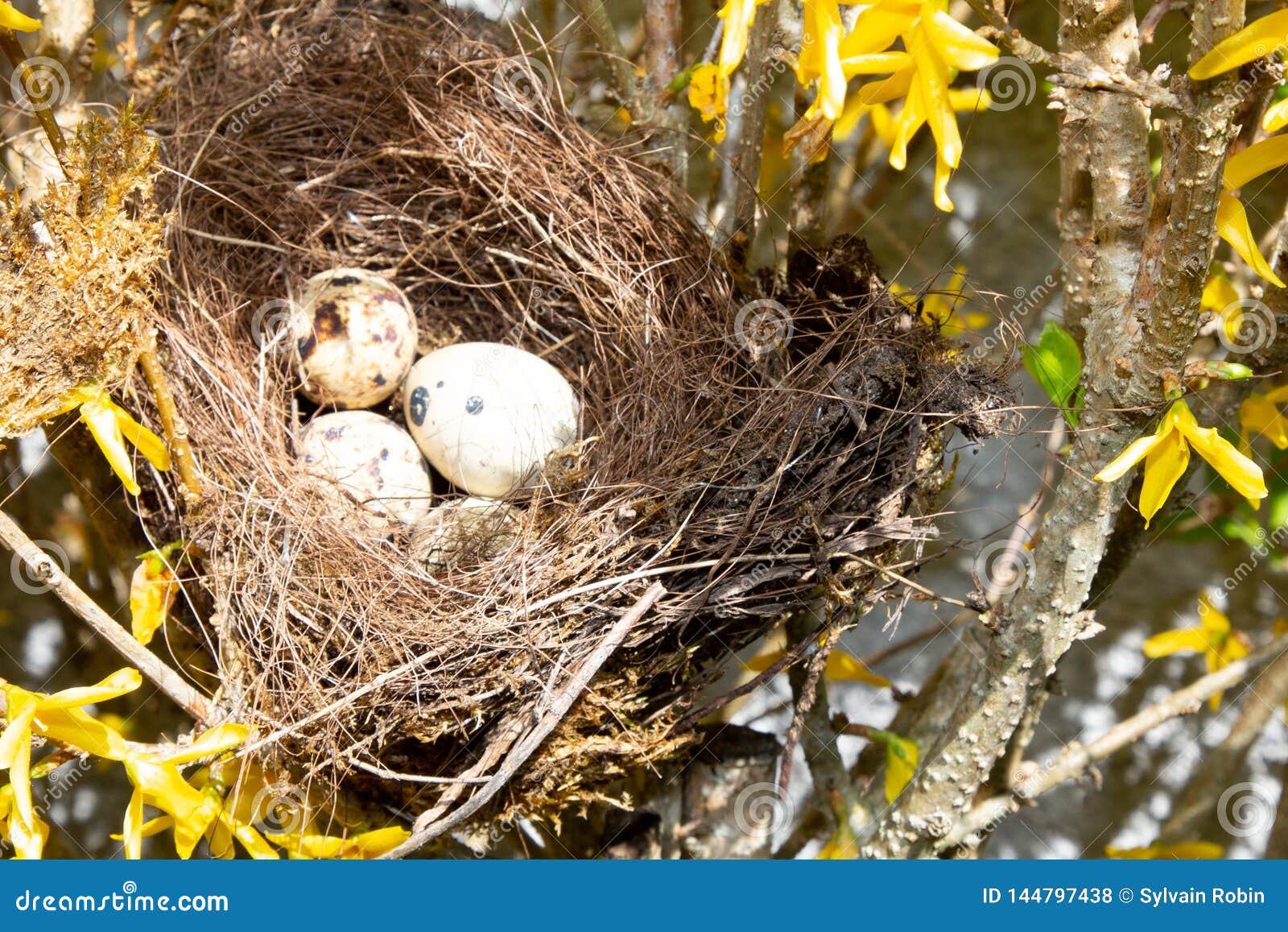 Small Nest with Little White Eggs on Tree Stock Photo - Image of high ...
