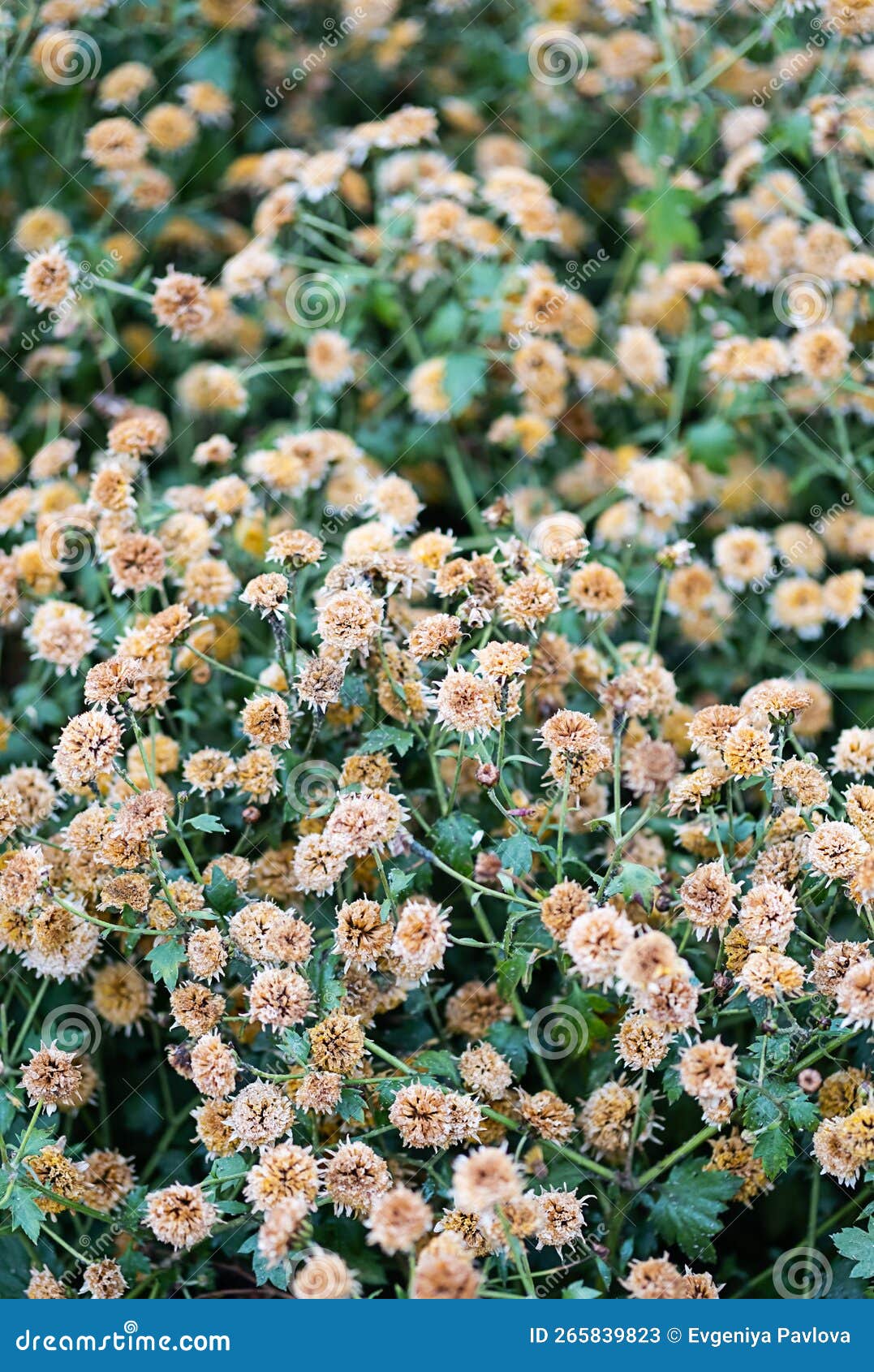 Small Neutral Flowers Background Stock Image - Image of neutral, sample ...