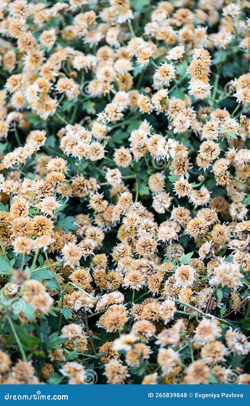 Small Neutral Flowers Background Stock Photo - Image of ecology, beige ...