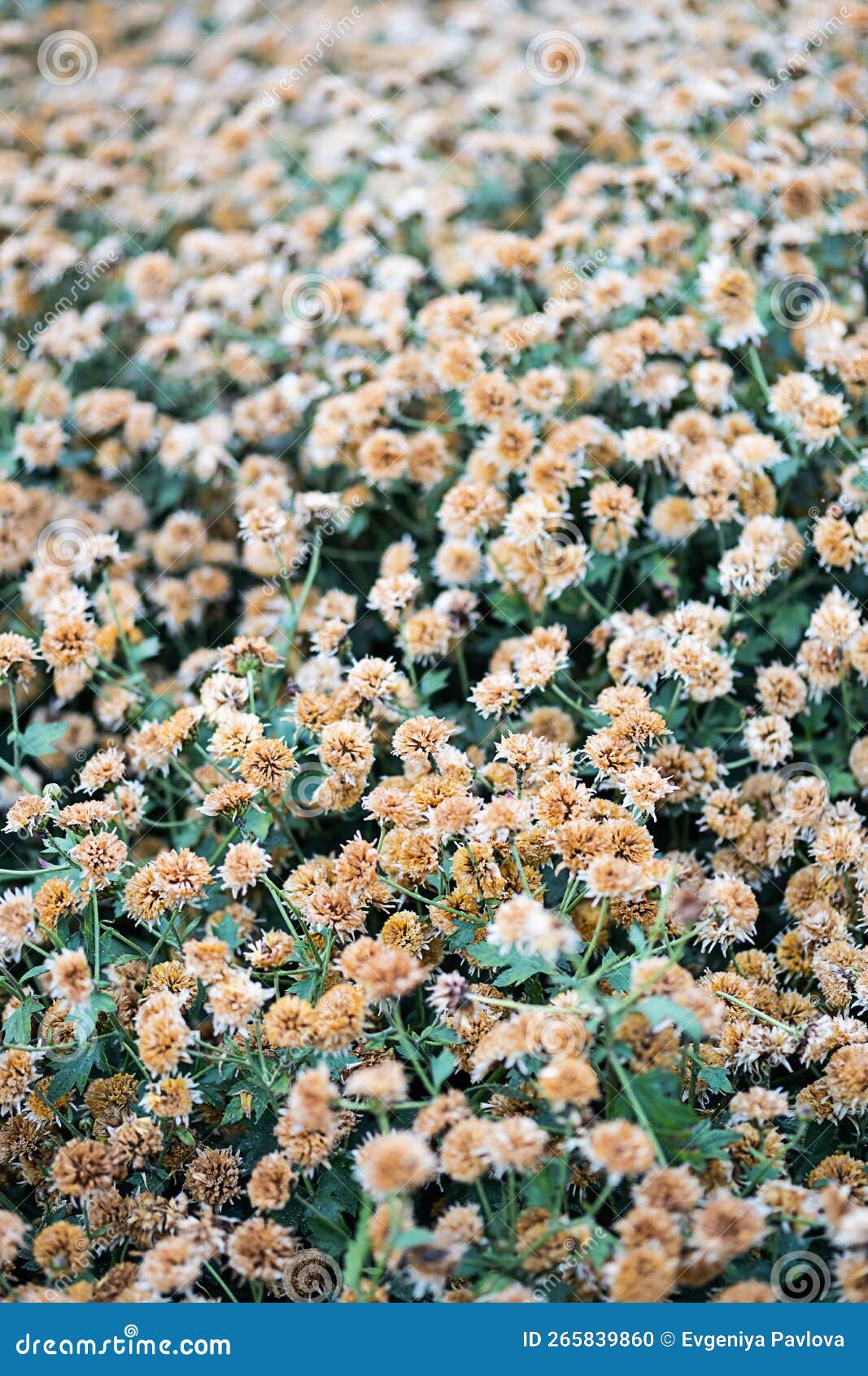 Small Neutral Flowers Background Stock Photo - Image of mood ...