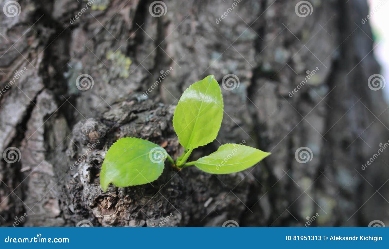 Small new leaf on tree stock image. Image of beauty, freshness - 81951313