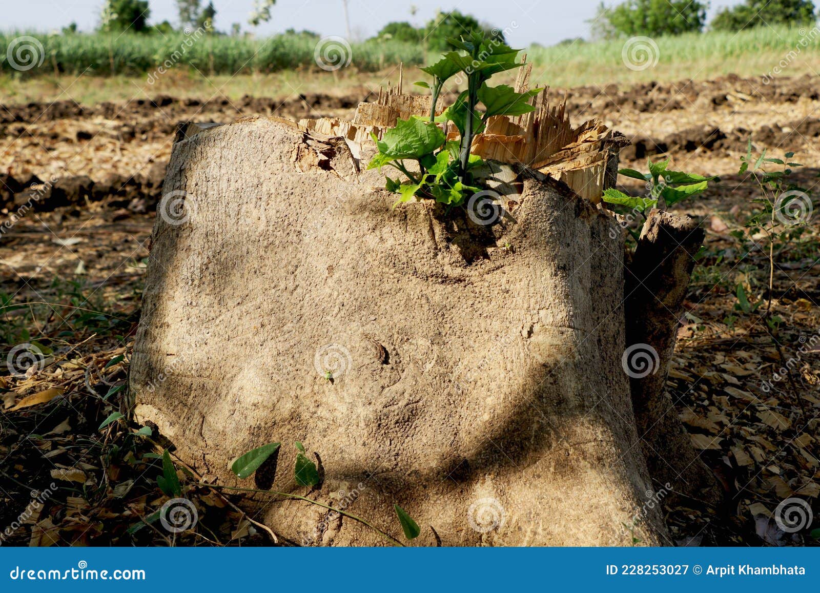 Small New Twigs of Tree Born after Cutting Stock Image - Image of ...