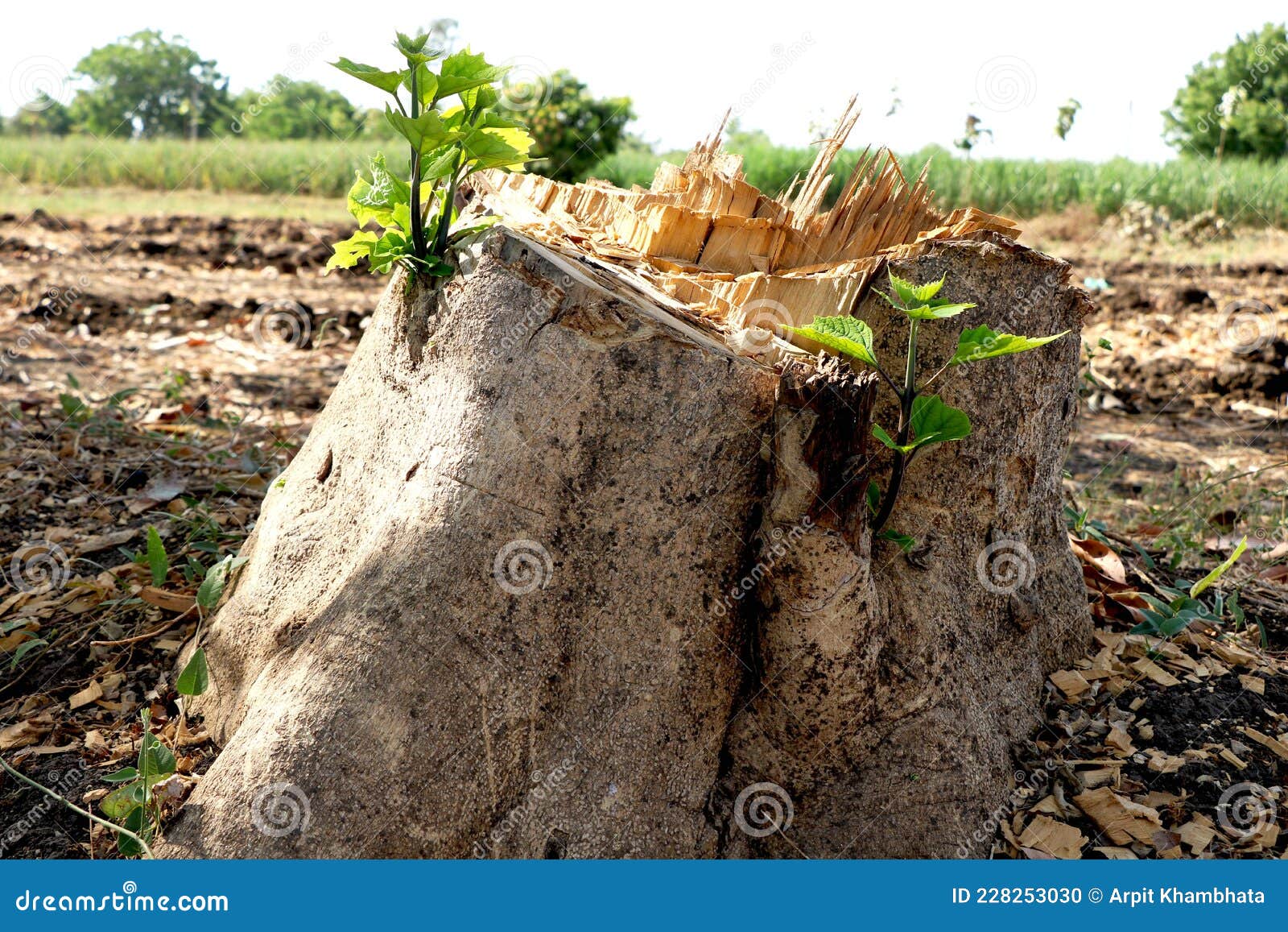 Small New Twigs of Tree Born after Cutting Stock Photo - Image of ...