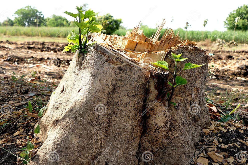 Small New Twigs of Tree Born after Cutting Stock Photo - Image of ...