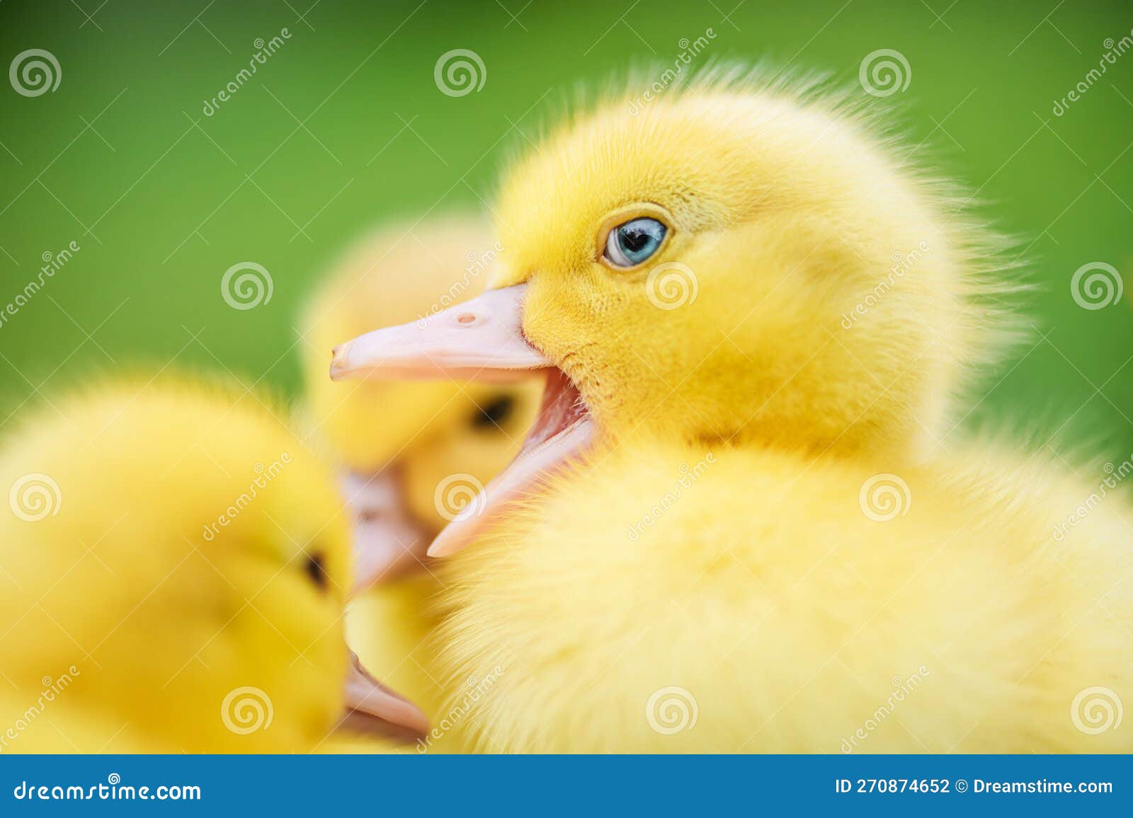 Small Newborn Ducklings Uacking, on Green Grass. Funny Emotions of ...
