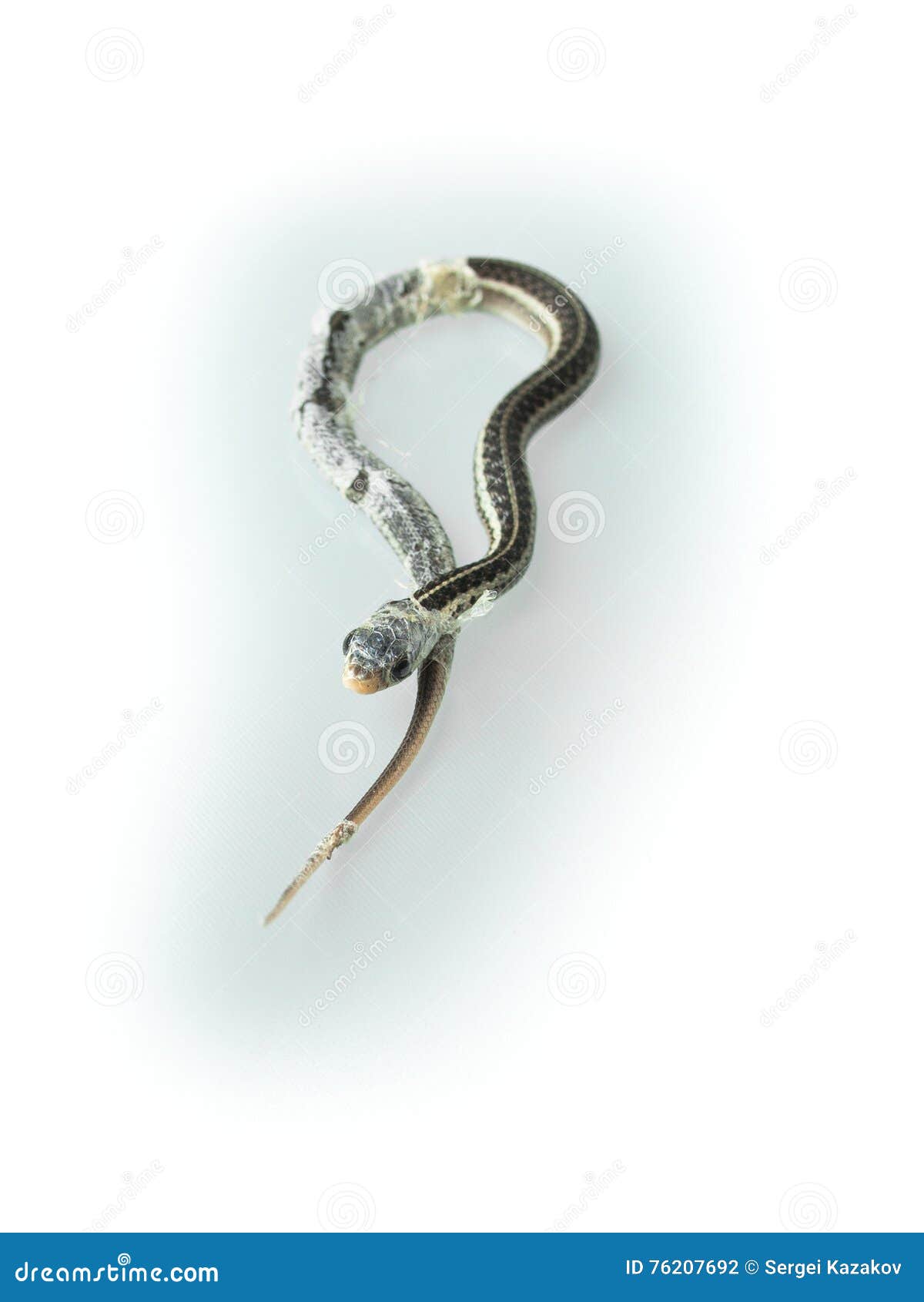 A Newborn Snake Emerging From Its Shell In A Lush Green Environment ...