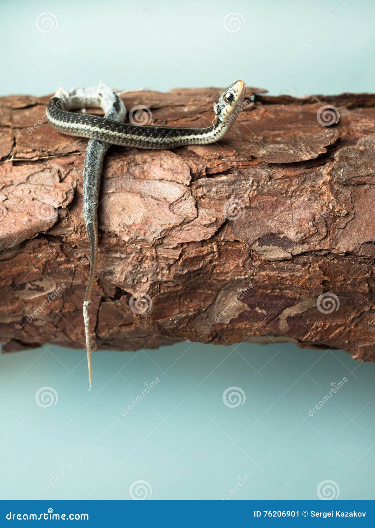 Small Newborn Snake with Hanging Skin Lying on Tree Stock Image - Image ...