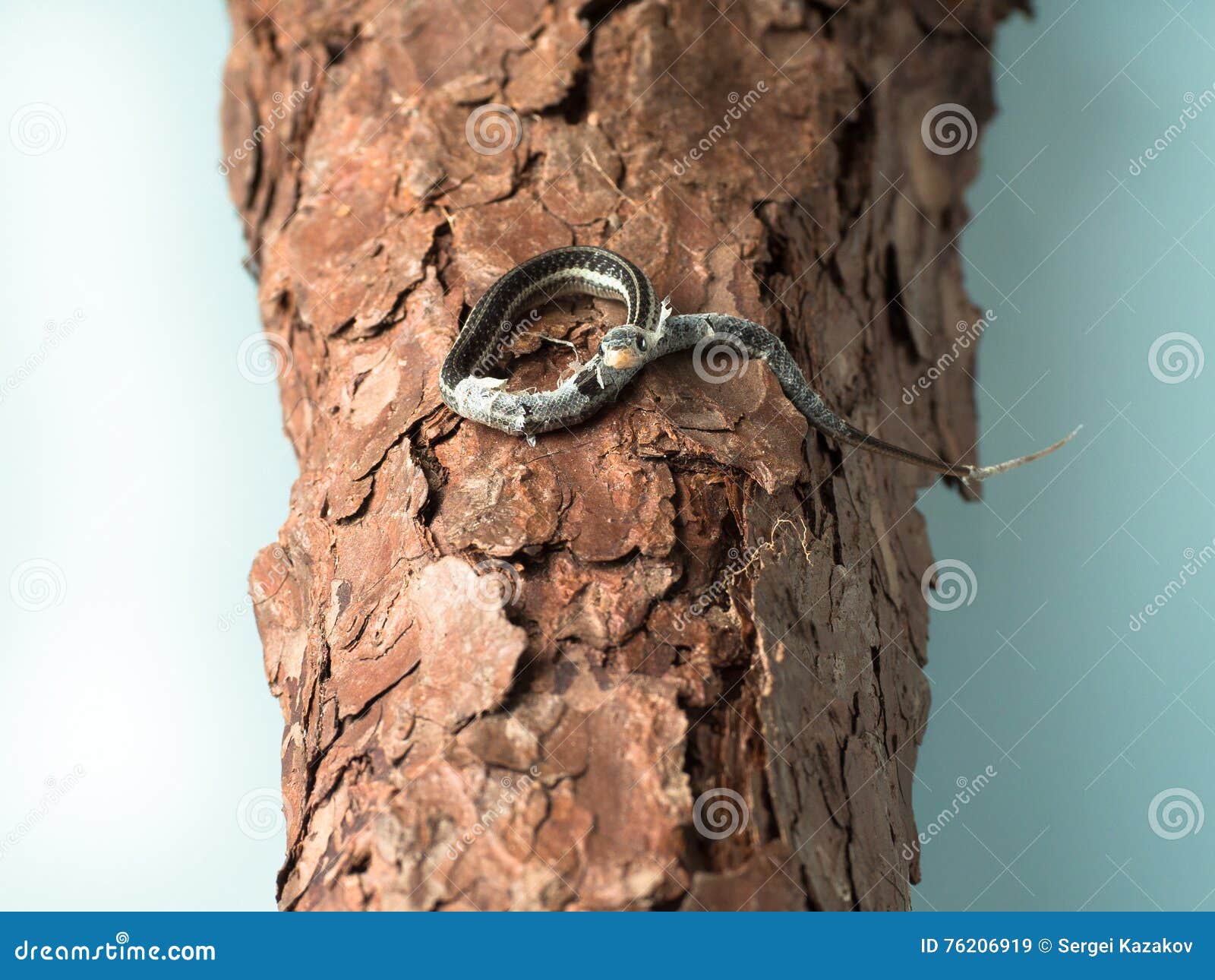 Small Newborn Snake with Hanging Skin Lying on Tree Stock Image - Image of curled, animal: 76206919