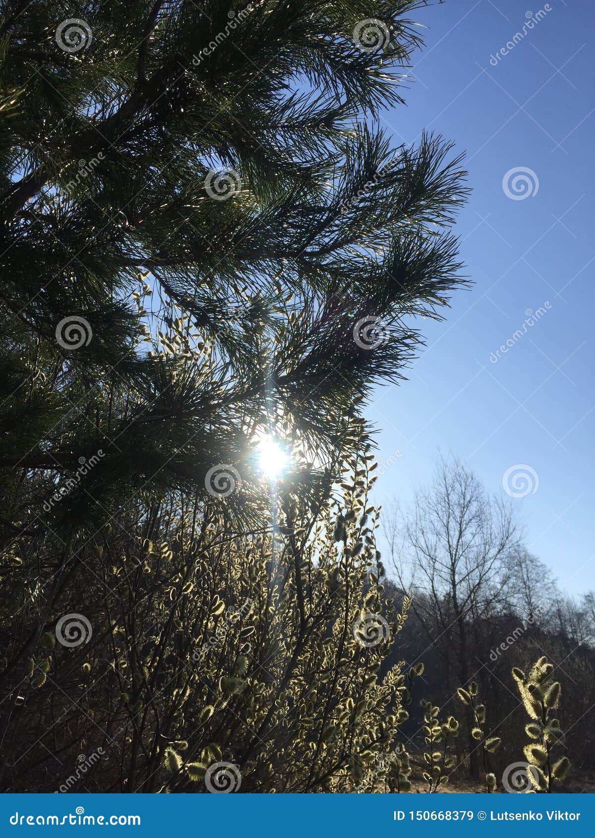 Small, Newly Planted Scots Pine Trees Pinus Silvestris Royalty-Free ...