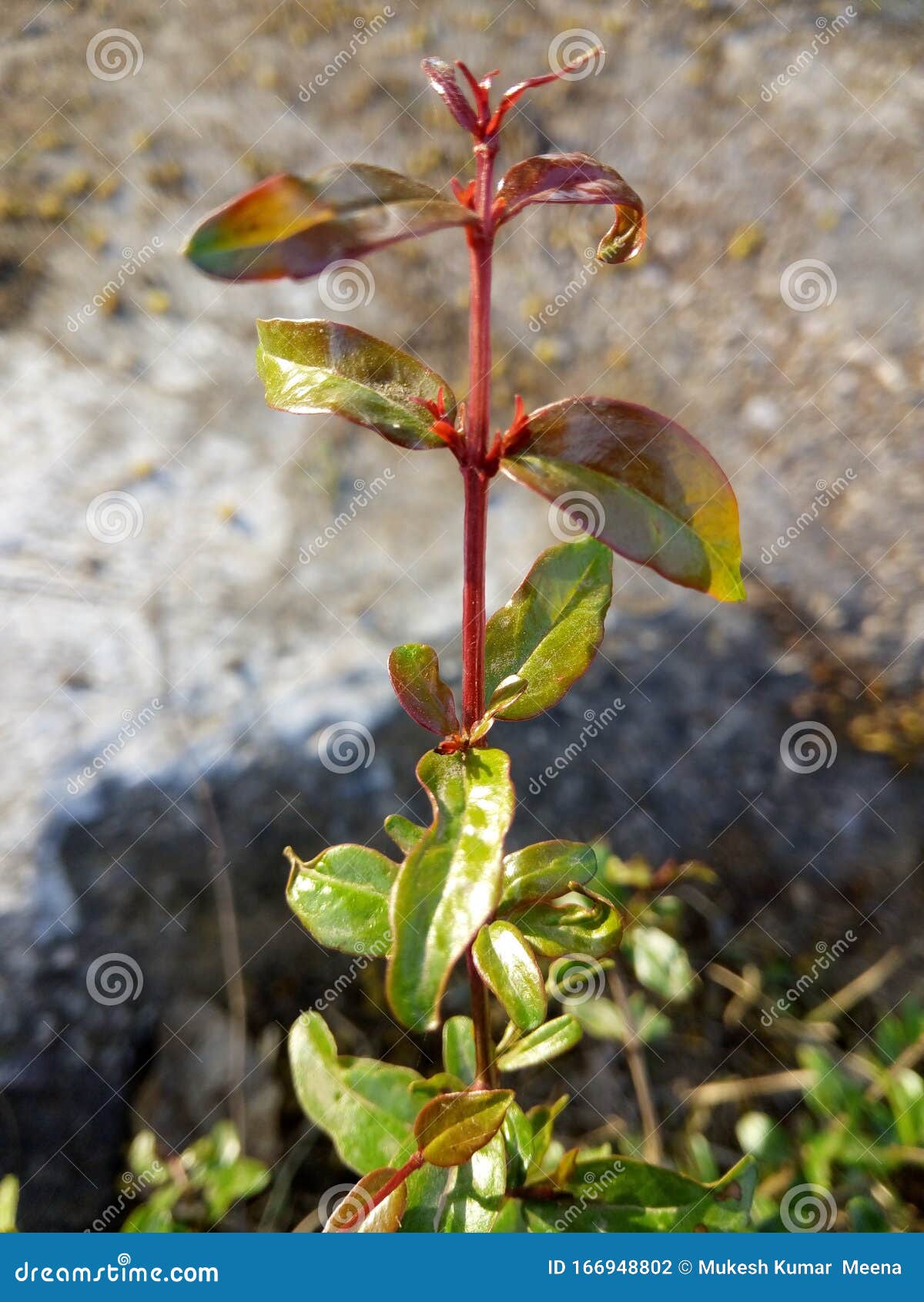A Small Newly Red Branch in a Plant Stock Photo - Image of newly, small ...