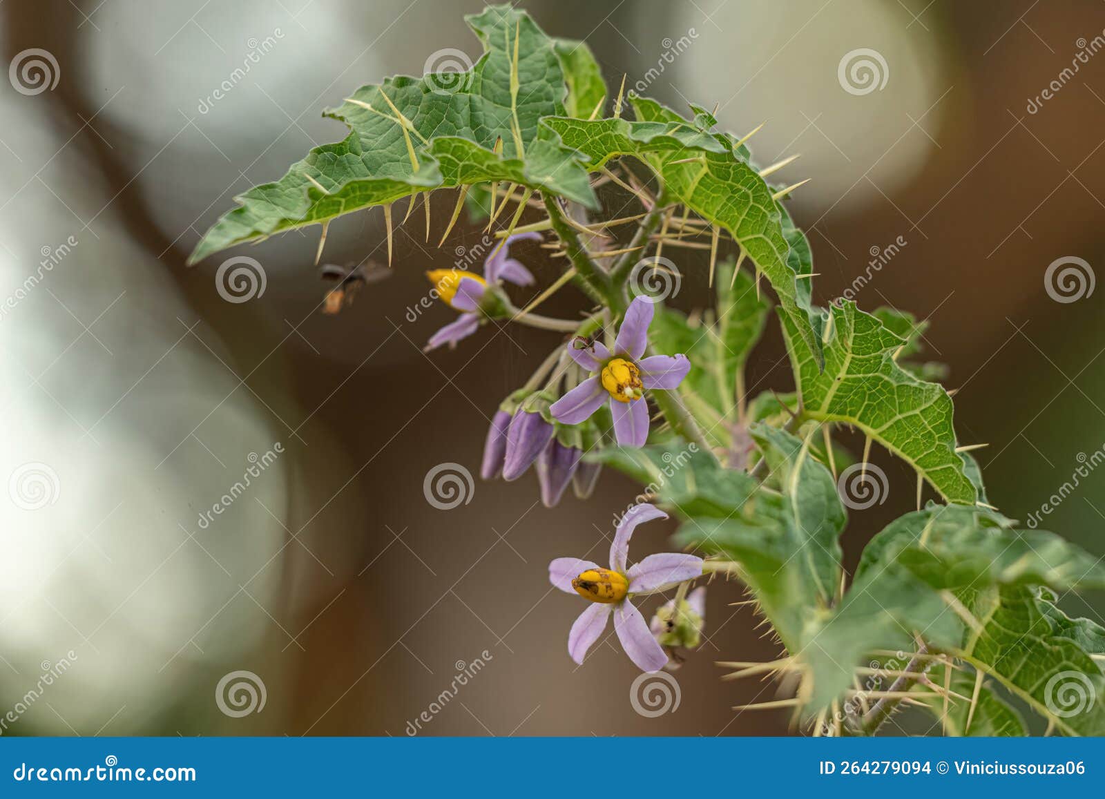 Small Nightshade Plant stock photo. Image of nightshade - 264279094
